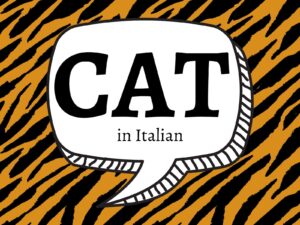 What is ITALIAN FOR CAT? - Getting To Know Italy